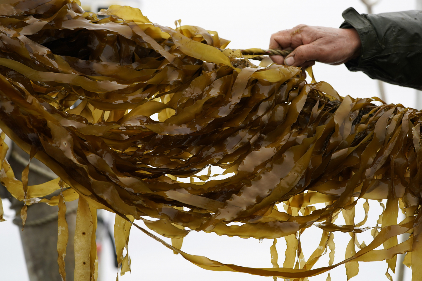 Could We Mine Valuable Minerals From Seaweed? | RealClearScience