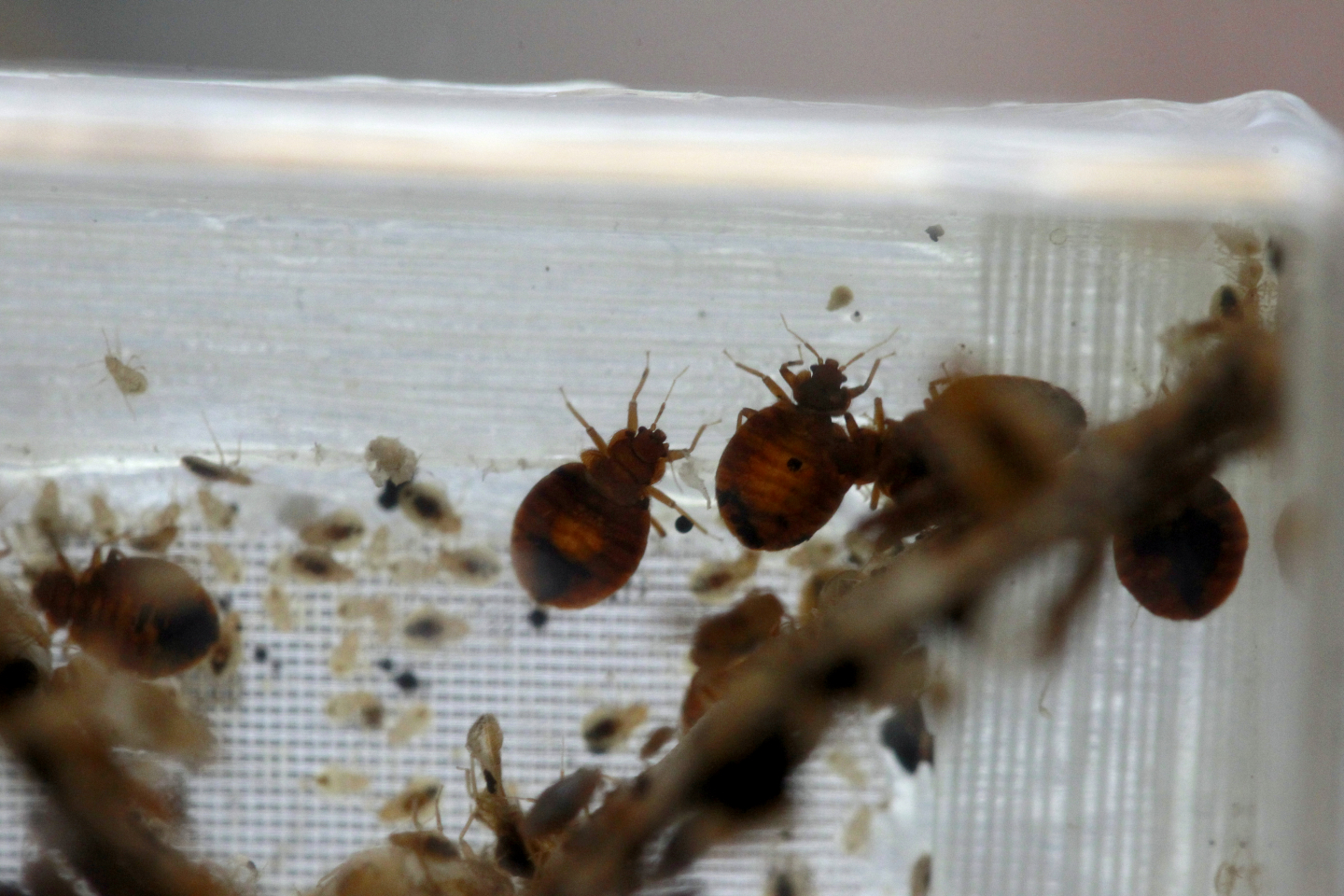 Getting Rid of Bed Bugs Is Trickier Than Ever | RealClearScience