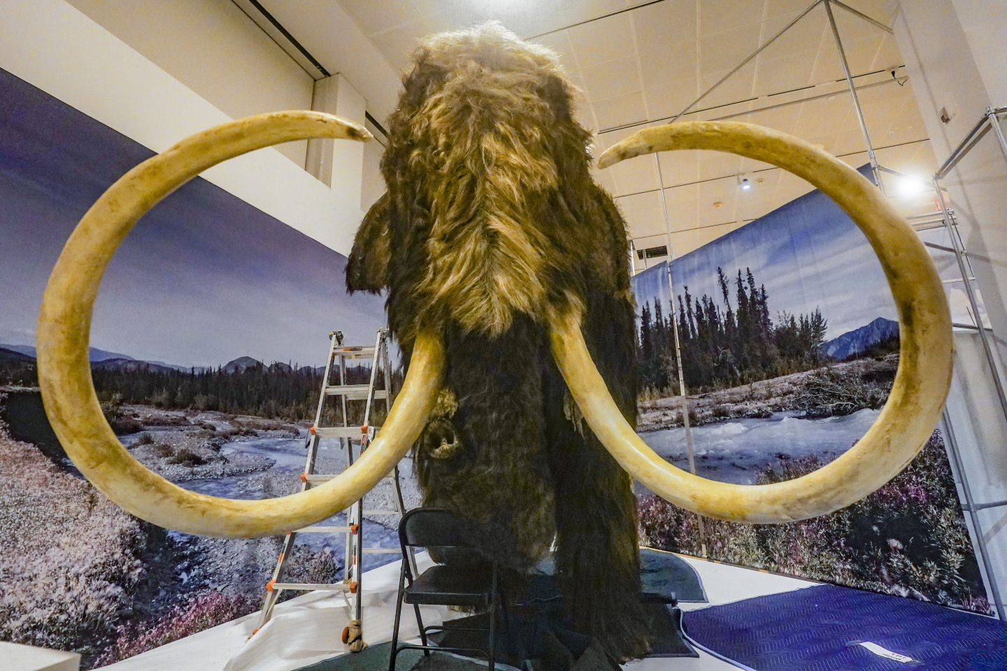 Prehistoric Humans Used Pikes in Ground to Kill Mammoths | RealClearScience