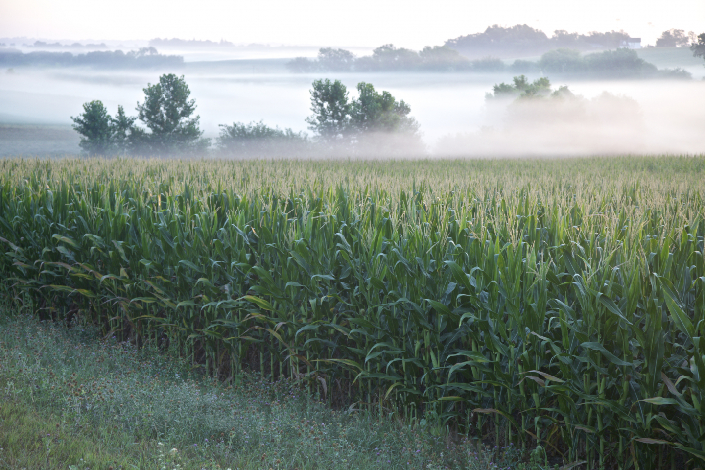 High Hopes for Short Corn | RealClearScience
