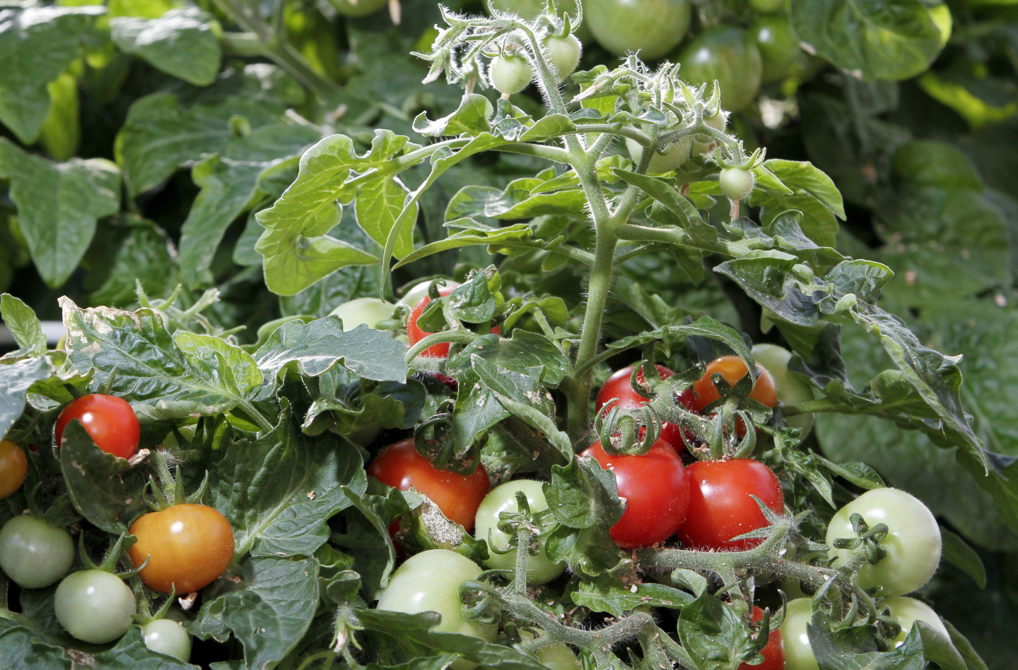 Researchers See Plant-to-Plant Communication | RealClearScience