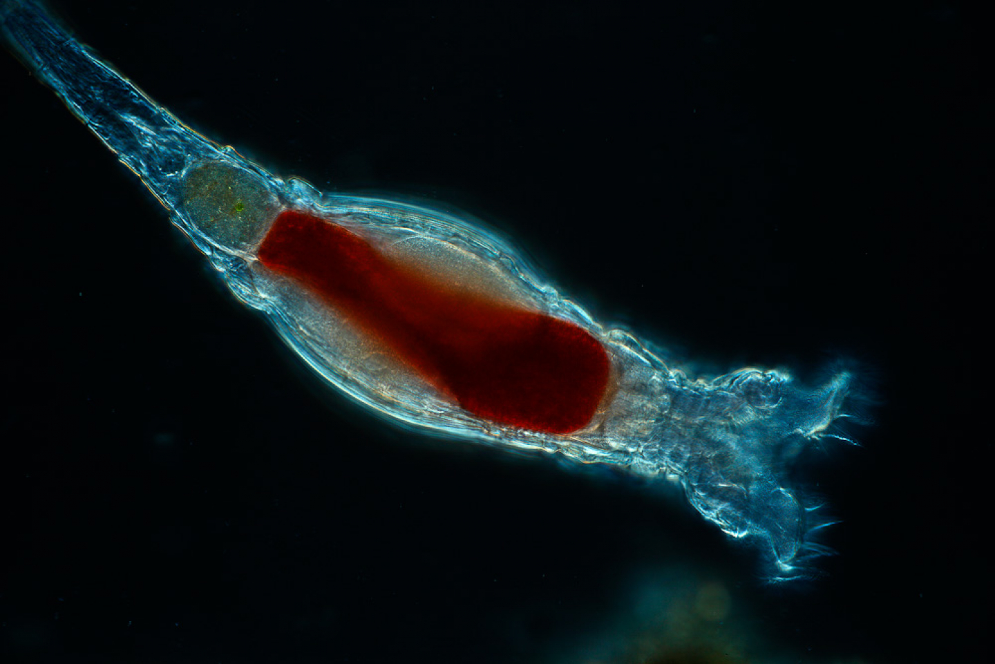 Microplastic-Eating Plankton May Be Worsening Pollution | RealClearScience