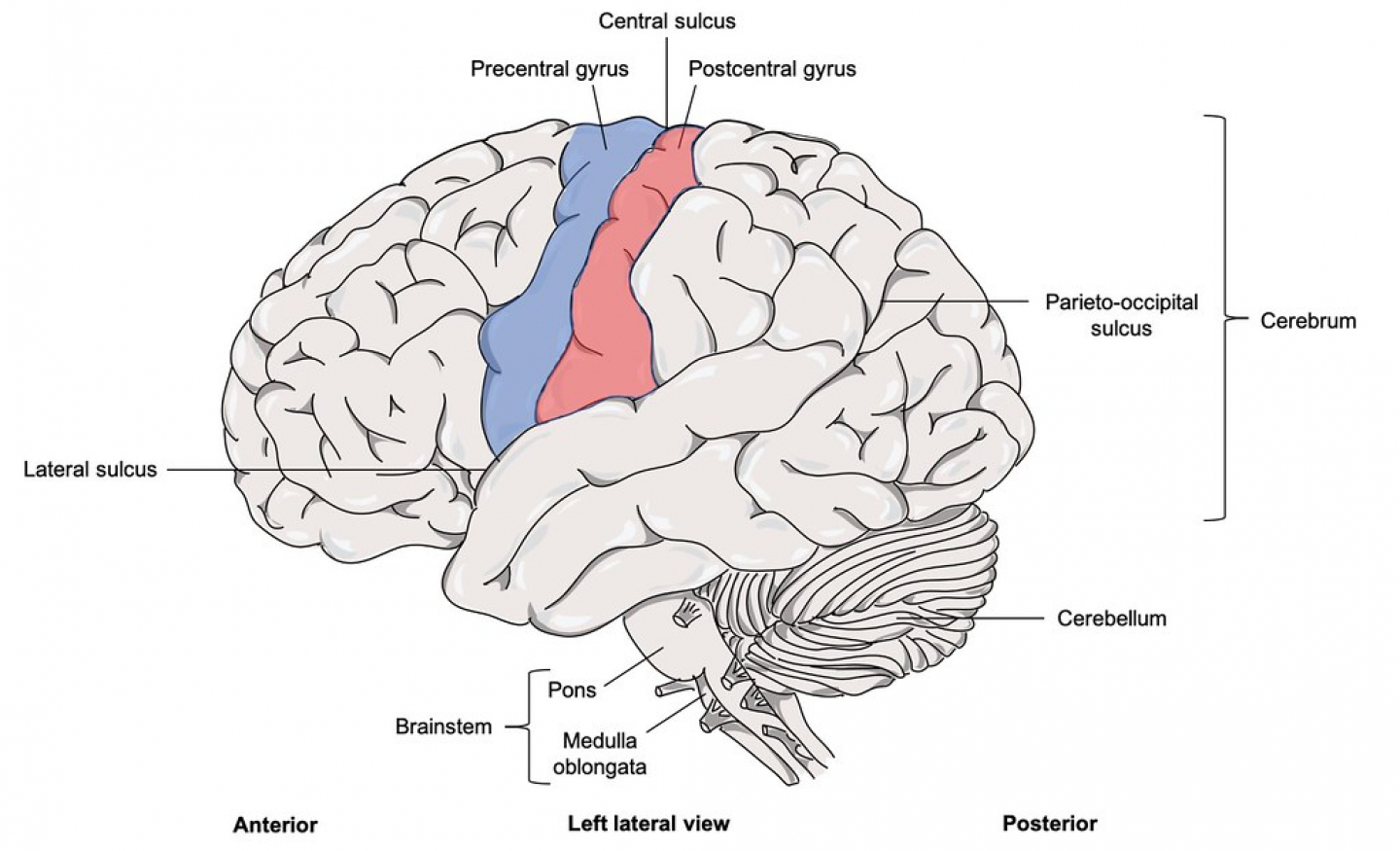 Tracing the Evolution of the 'Little Brain' | RealClearScience