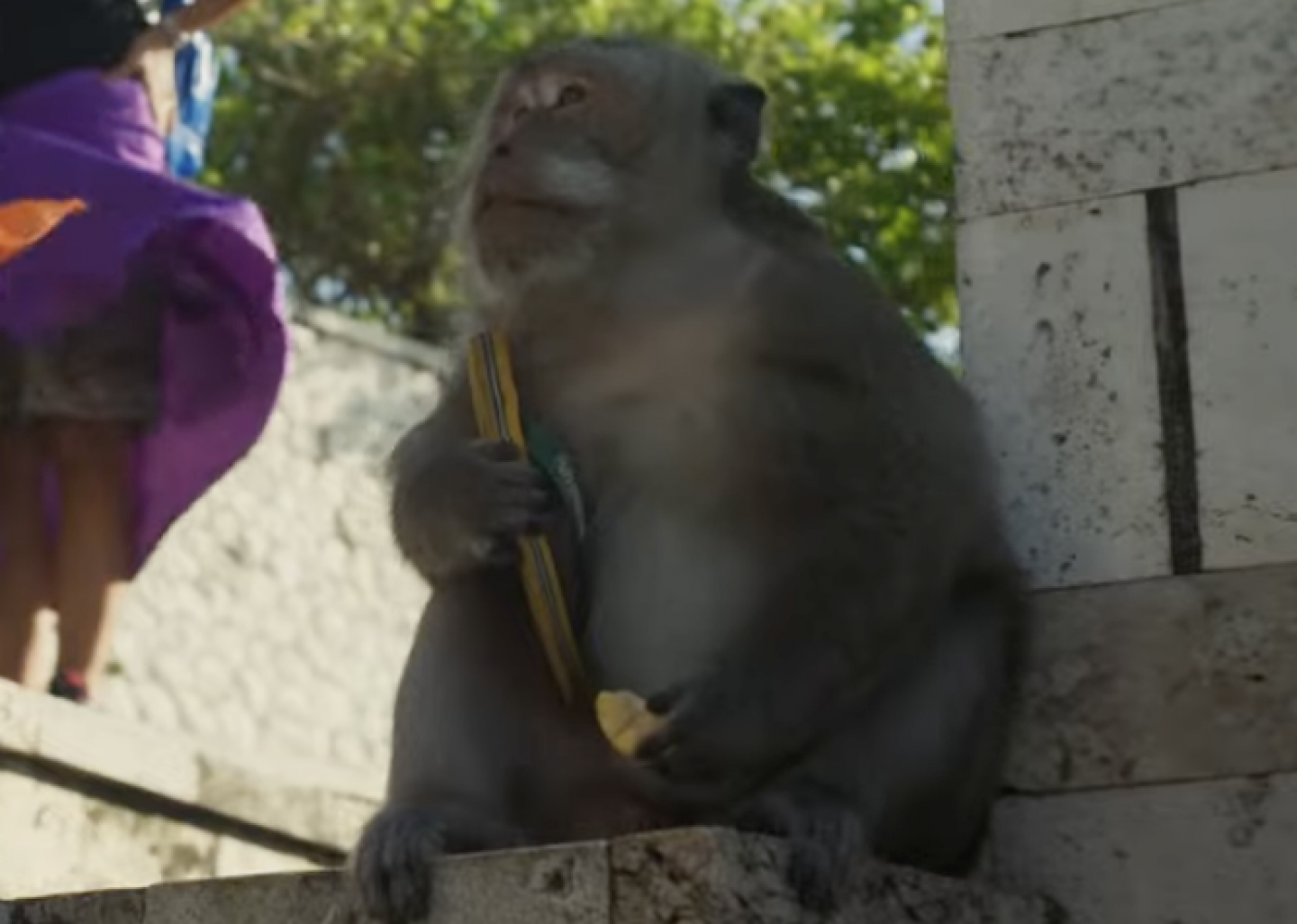 Watch: Monkeys Steal From Tourists Then 'Sell' the Goods | RealClearScience