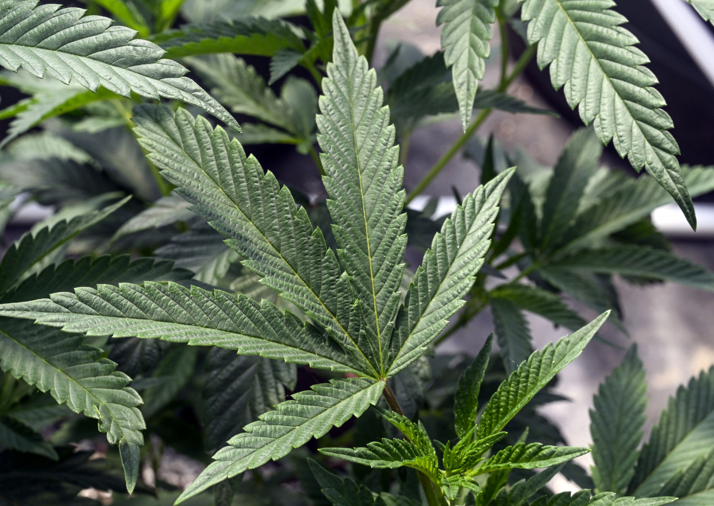 Trump Is Putting Science and Safety First by Rescheduling Marijuana ...