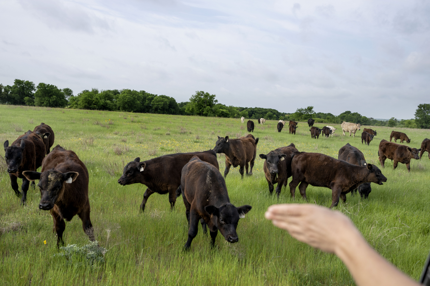 All Hat, No Cattle: A Ponzi On The Range | RealClearMarkets