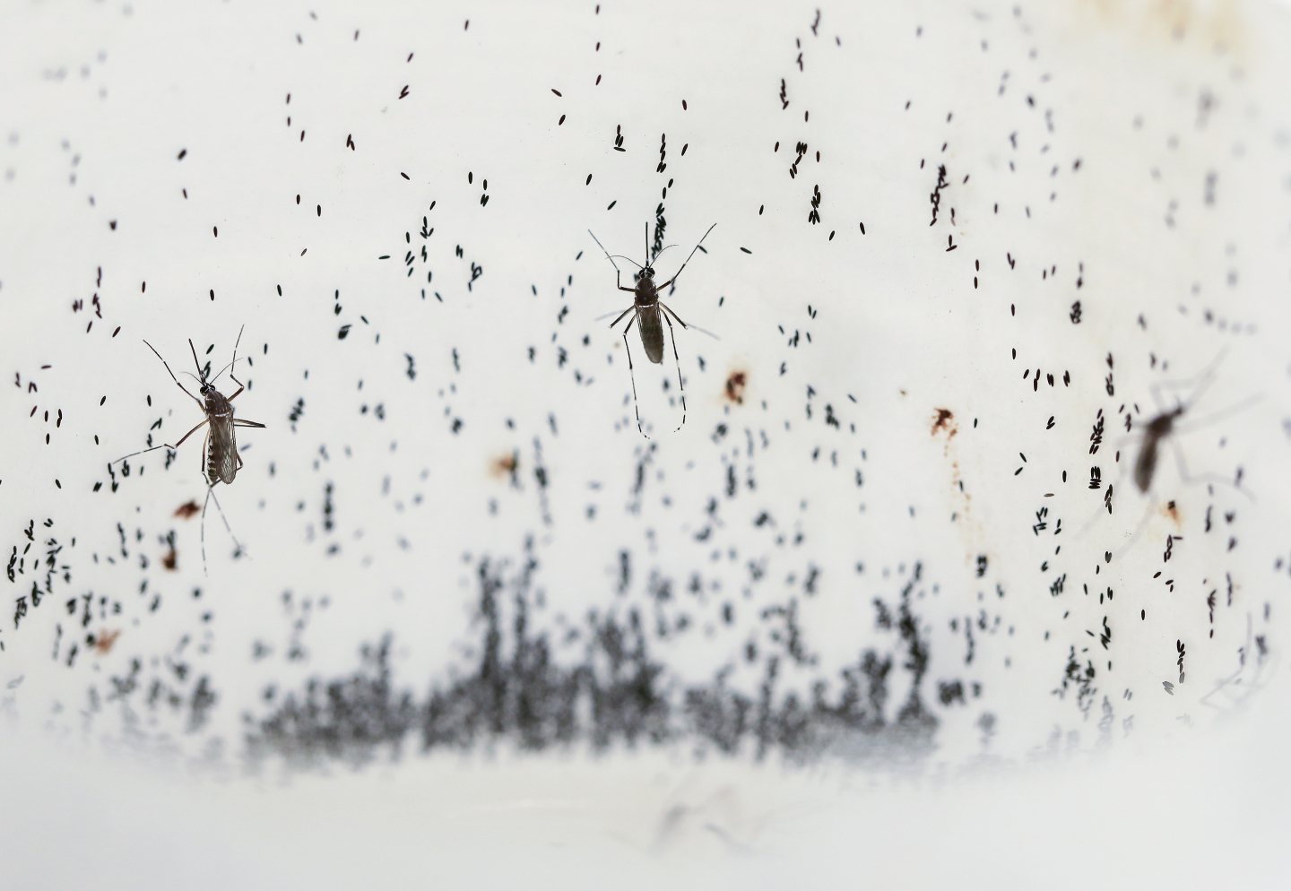 Climate Change Could Mean More Mosquitoes | RealClearScience