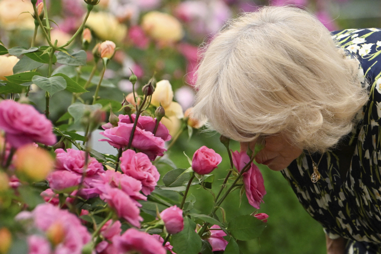 O, Wonder! Take a Moment To Smell the Roses | RealClearPolitics