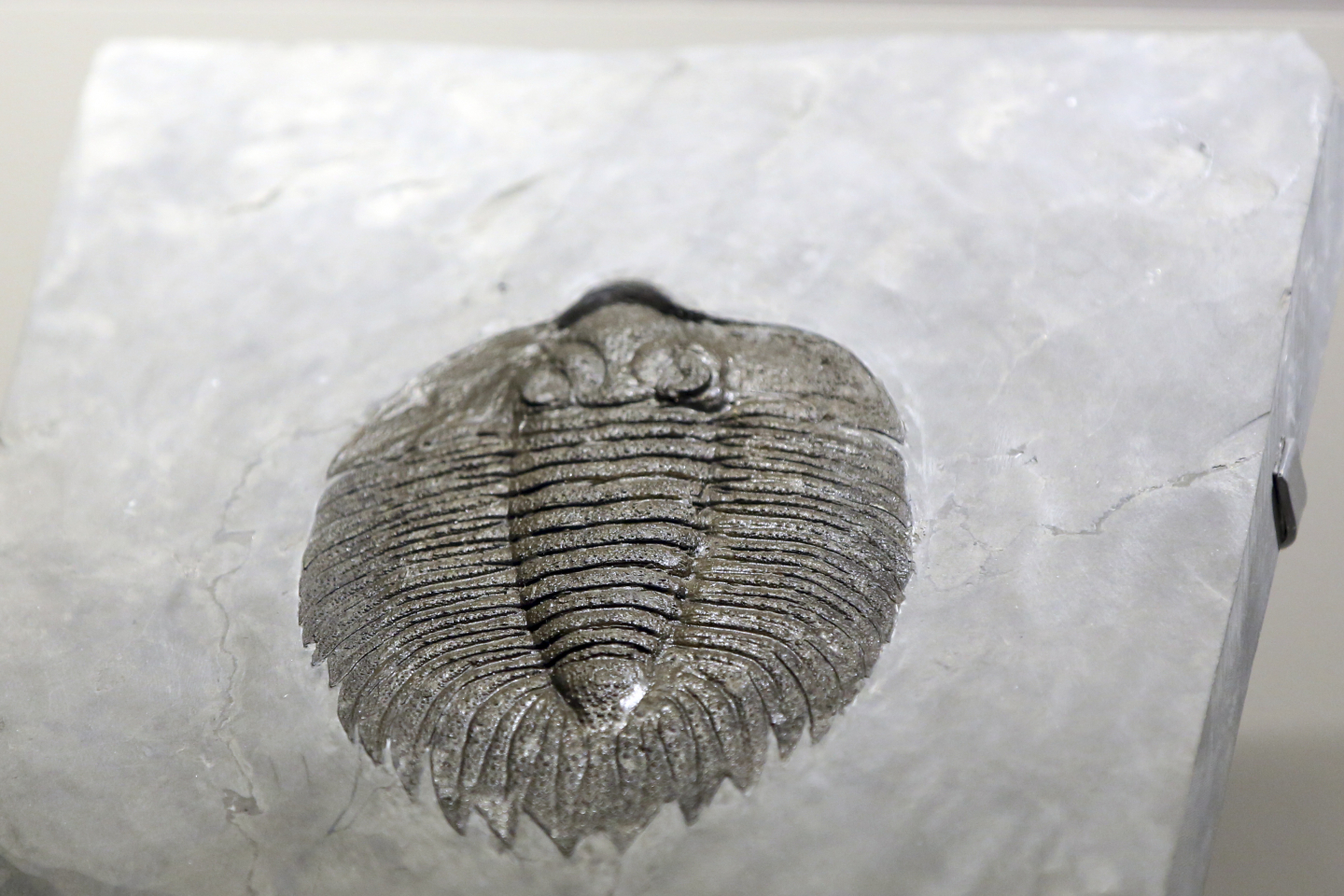 Seven of the Weirdest Fossil Hoaxes Ever | RealClearScience