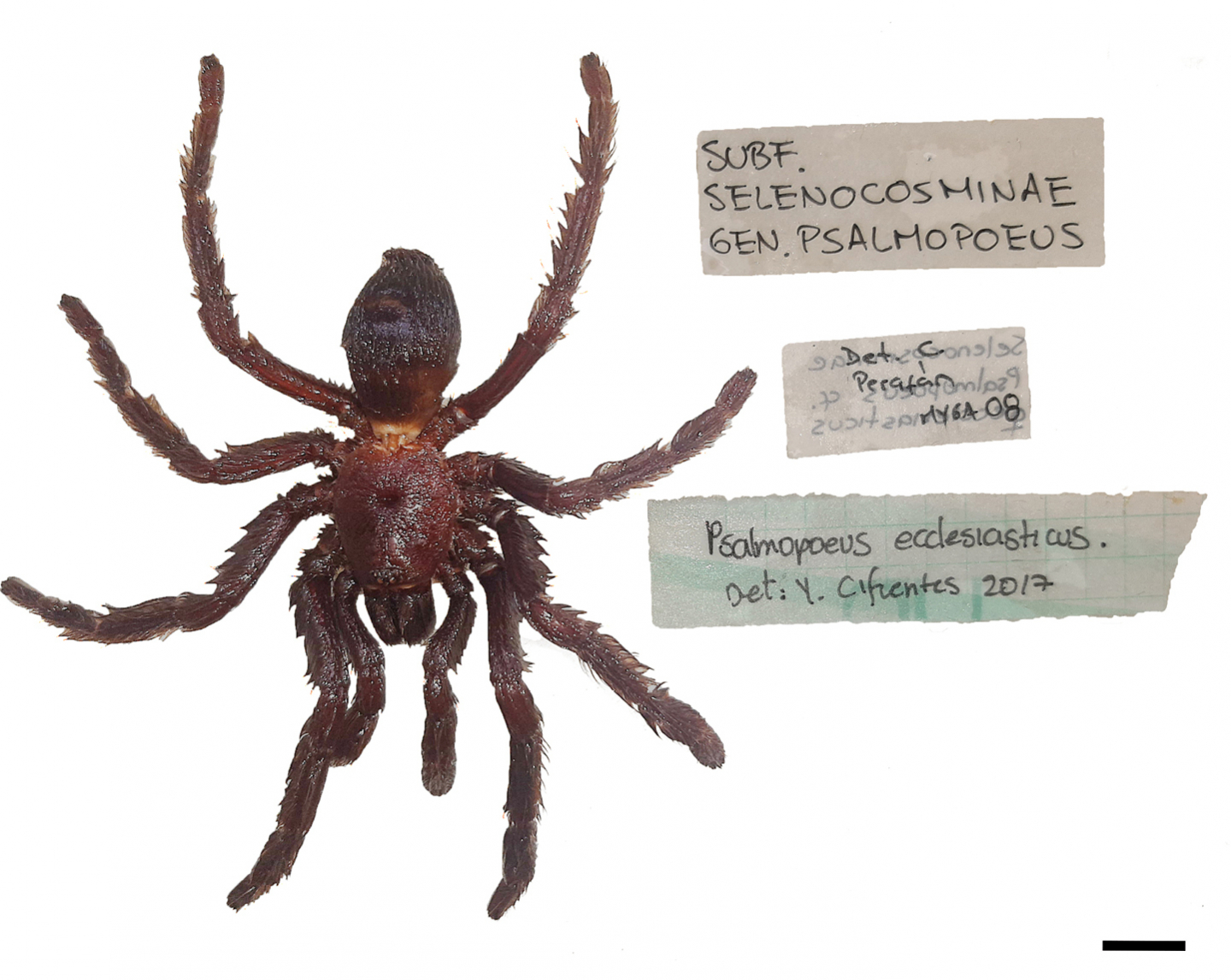 This ‘Satan’ Spider Turned Out to Be a Real Teddy Bear | RealClearScience