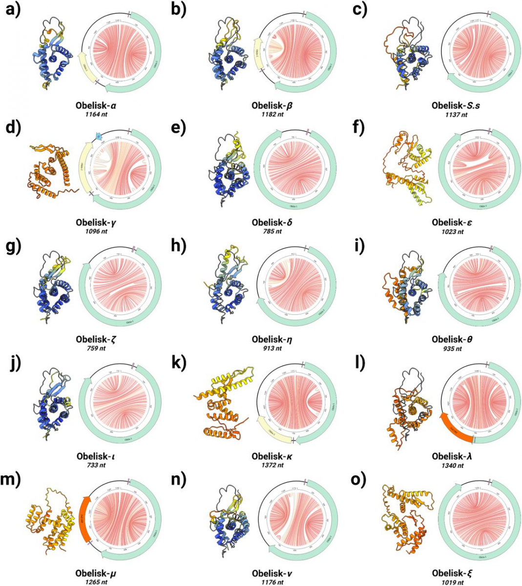 Jellyfish Digestive System