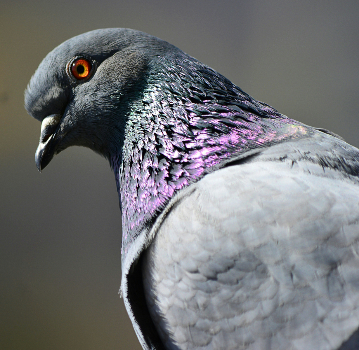 Tesla's Pigeon: How the Great Inventor Fell for a Bird | RealClearScience