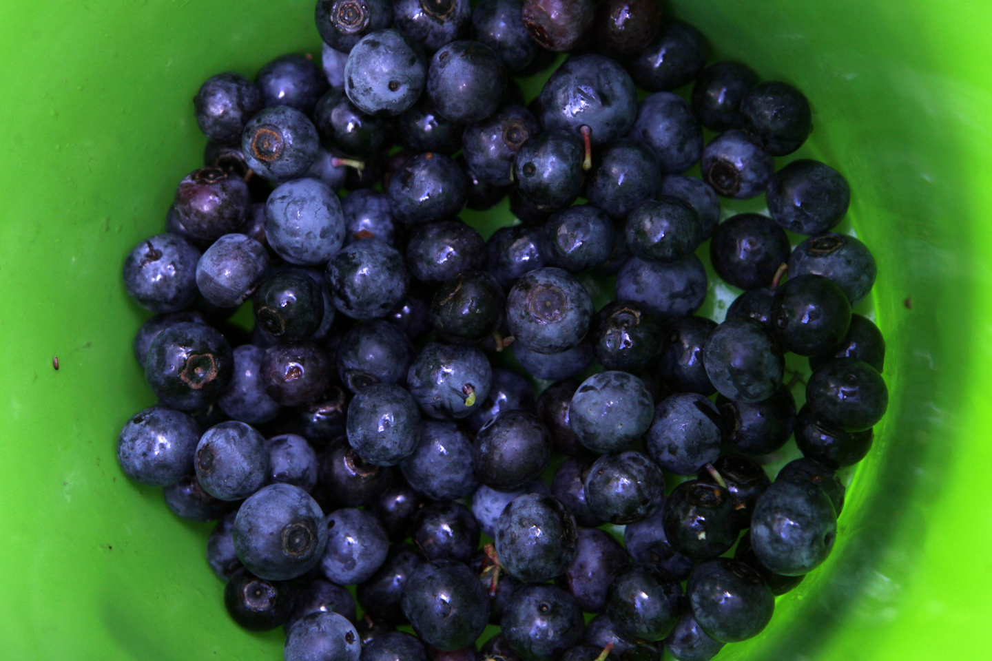 Scientists Reveal Why Blueberries Are Blue | RealClearScience