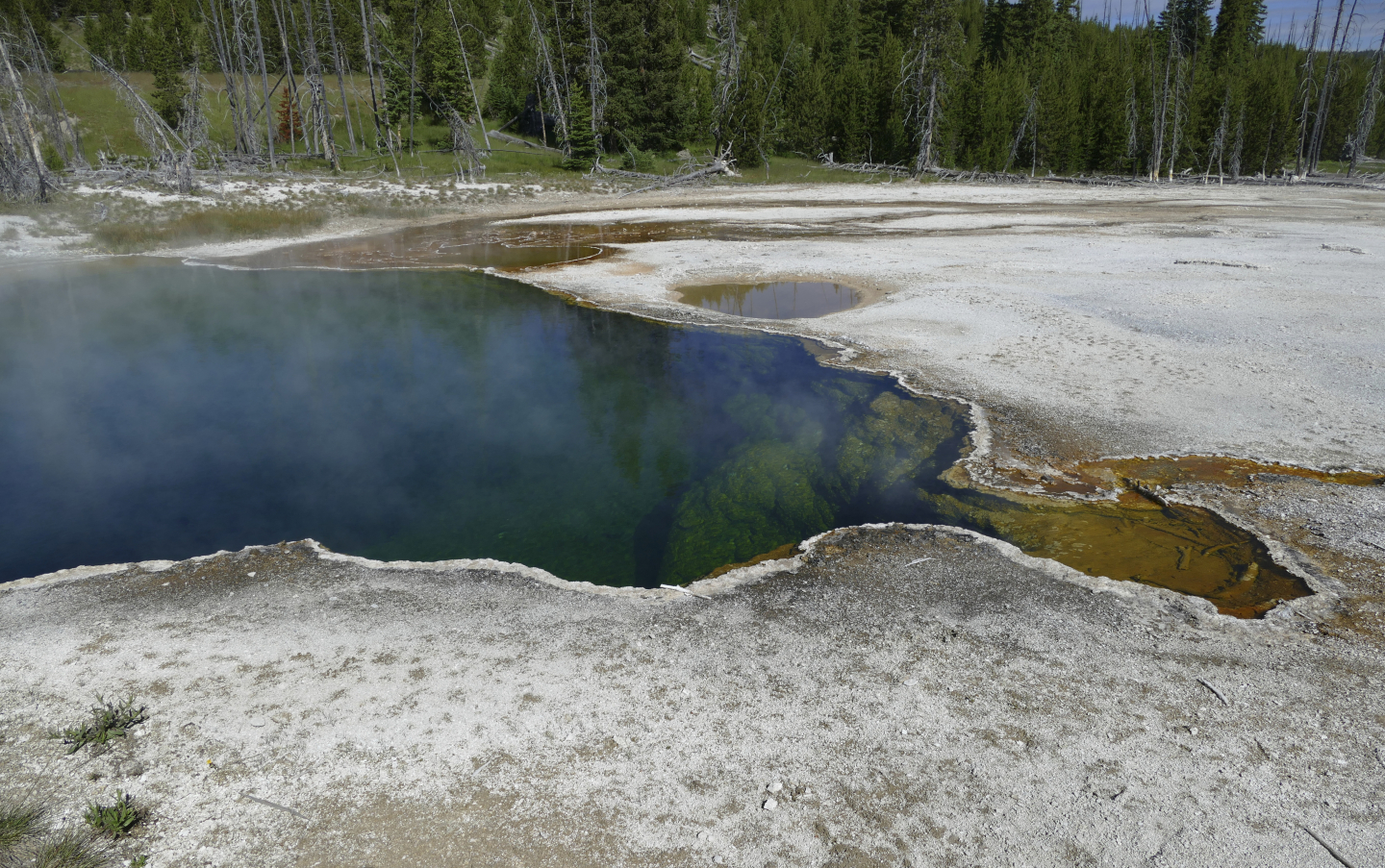 New Insights Into the Ancient Life of Yellowstone's Hot Springs ...