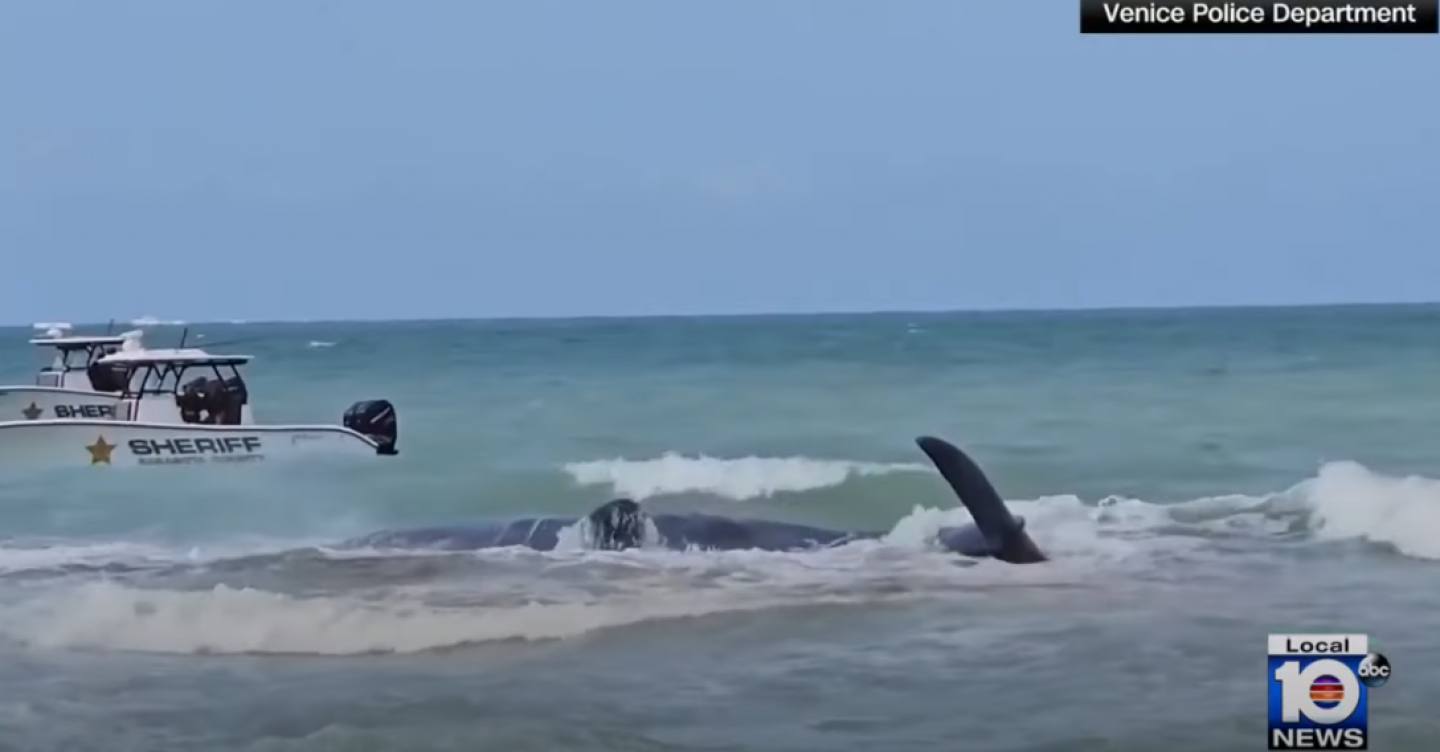 Video: Whale Stuck on a Sandbar in a Florida Beach Area | RealClearFlorida