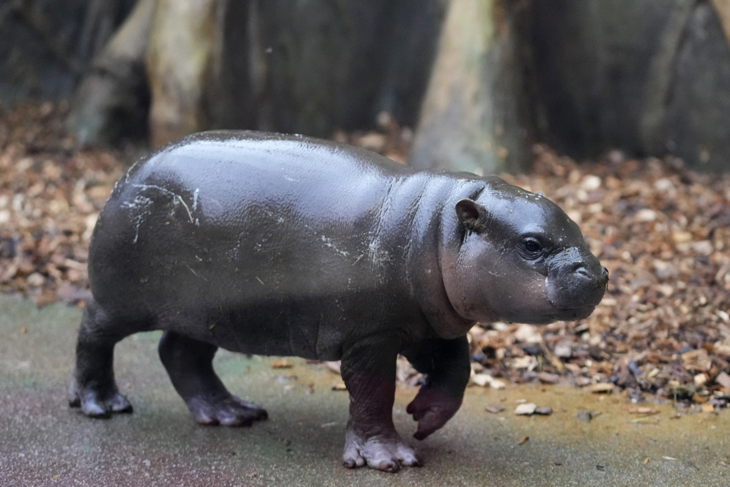 Why a Rare Pygmy Hippo's Birth Is So Important | RealClearScience