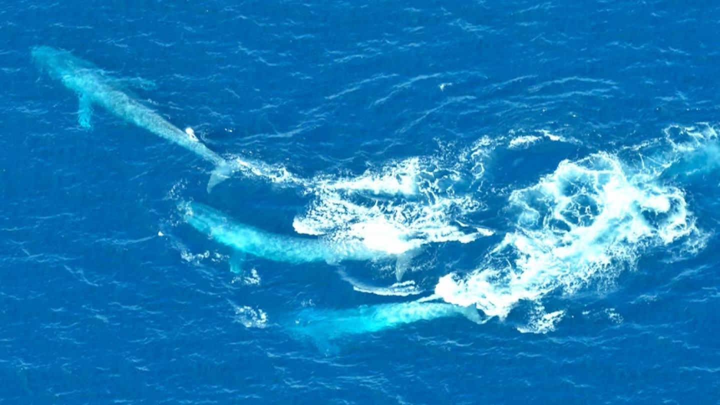Blue Whales Seen Engaging in 'Full-On Combat' | RealClearScience