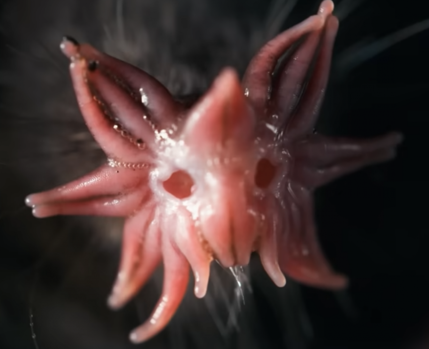 Watch: The Weird and Wonderful Star-Nosed Mole | RealClearScience