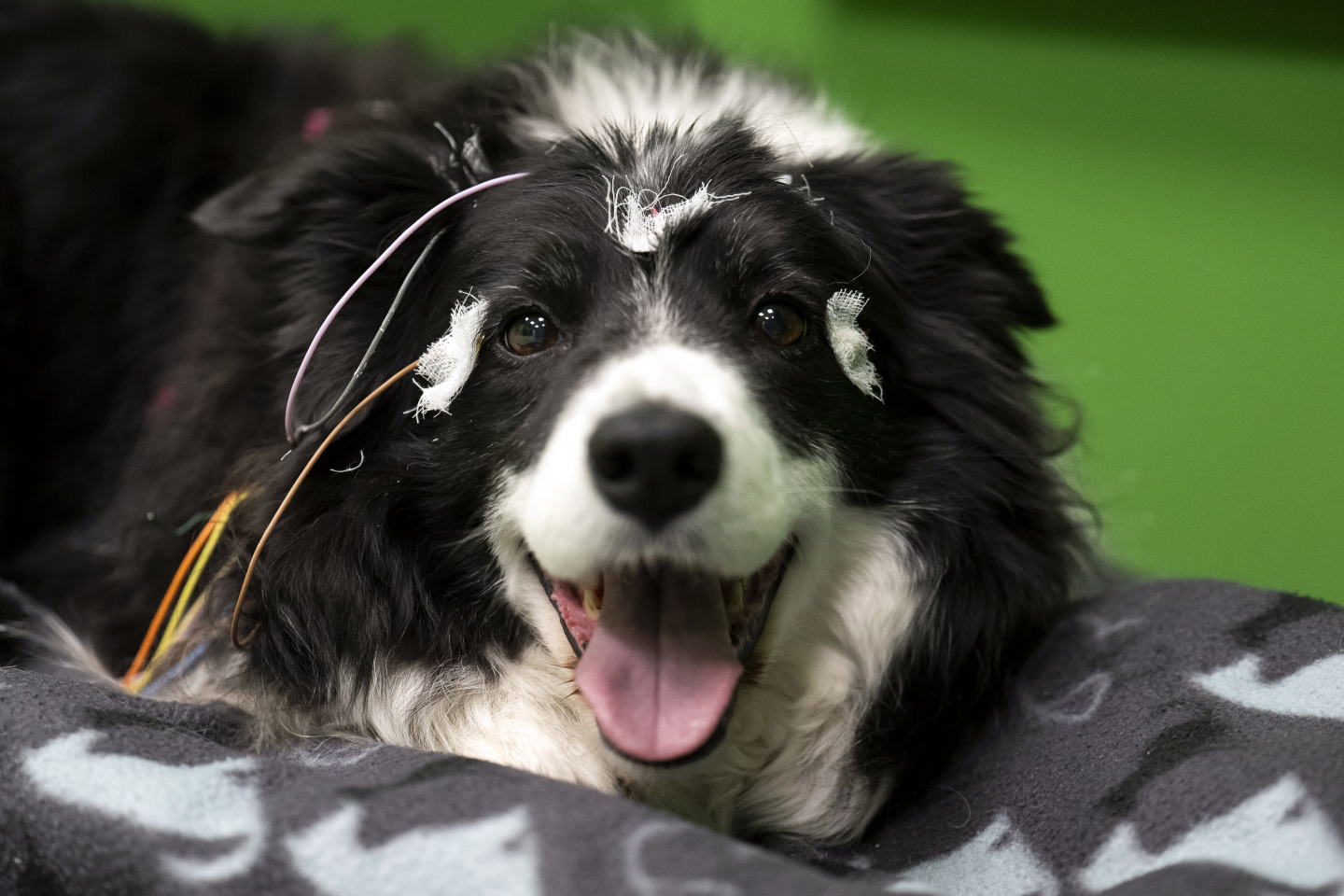 Dogs Might Have Evolved to Read Your Emotions | RealClearScience