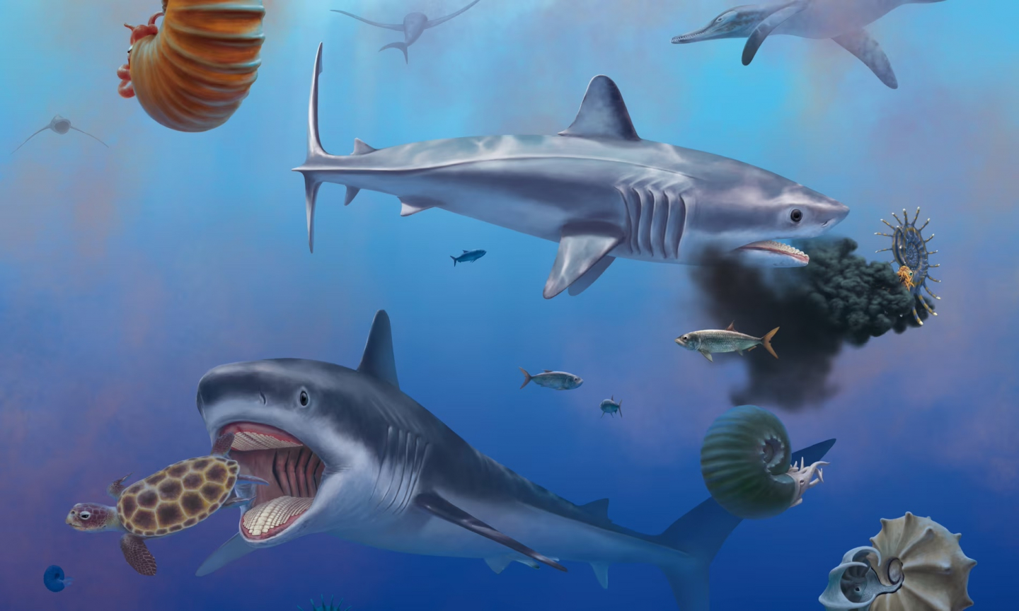 Scientists Learn What a Giant Prehistoric Shark Looked Like ...