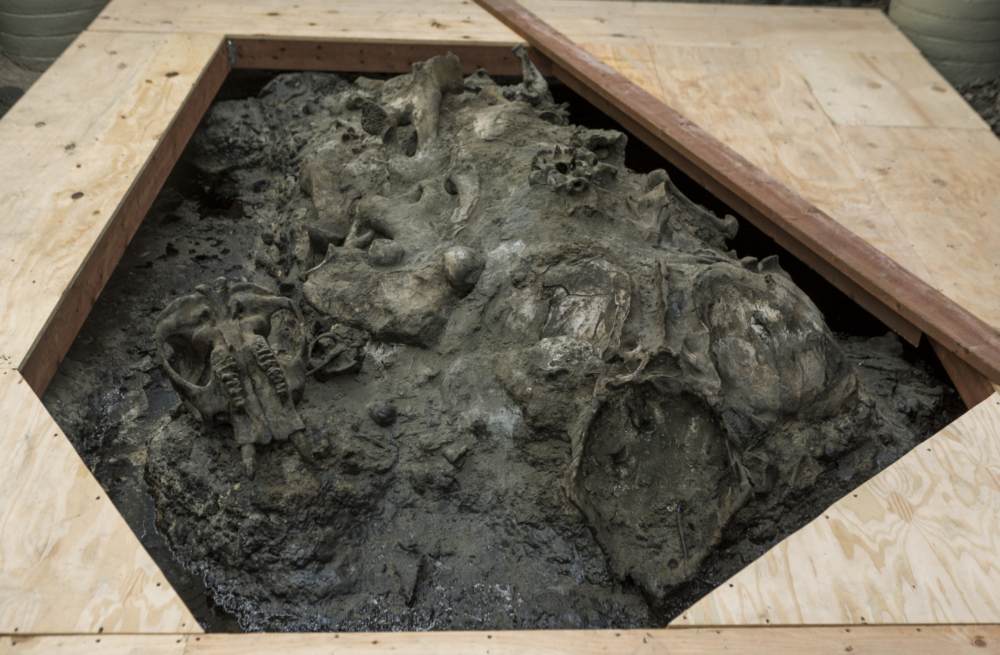 Saber-Toothed Cats Had Two Fangs in Adolescence | RealClearScience