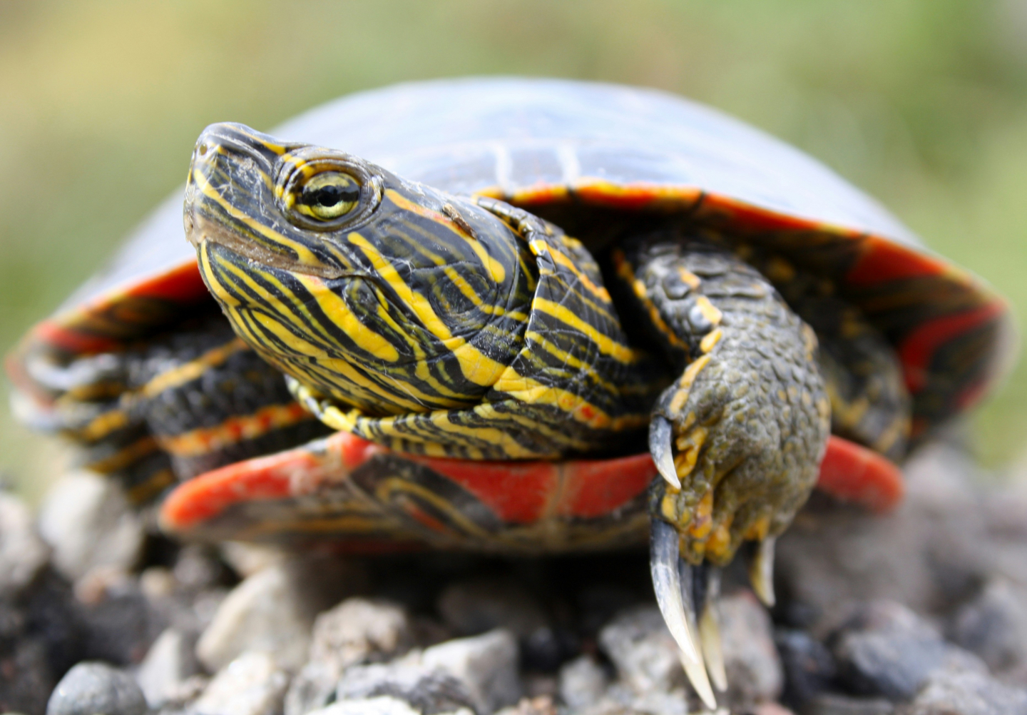 The First Turtle Organoids | RealClearScience