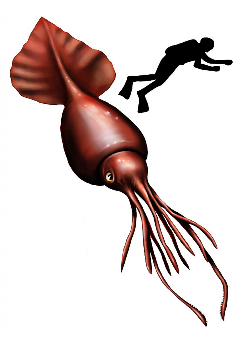 The First Recording of a Colossal Squid in Its Habitat | RealClearScience