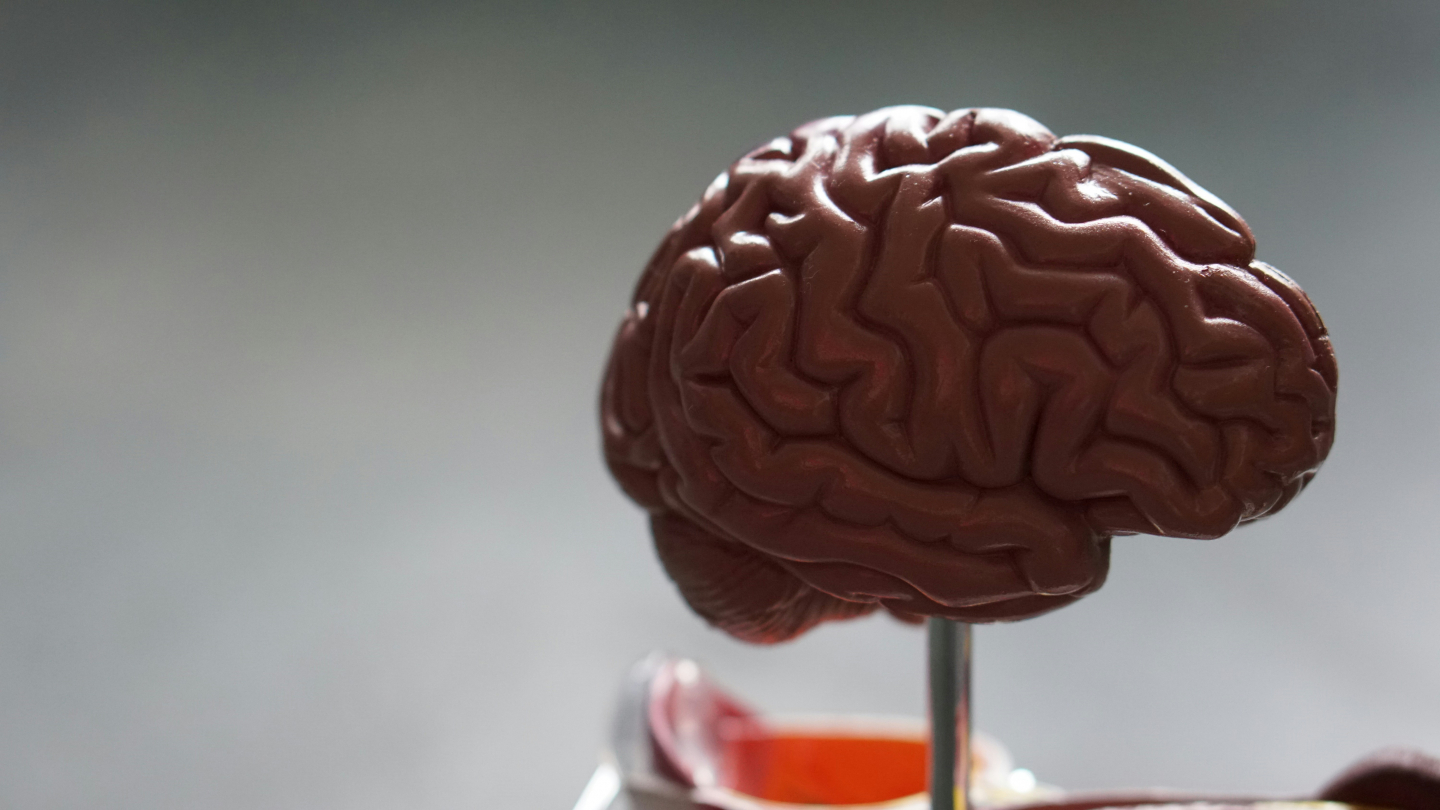 A New Theory of Brain Development | RealClearScience