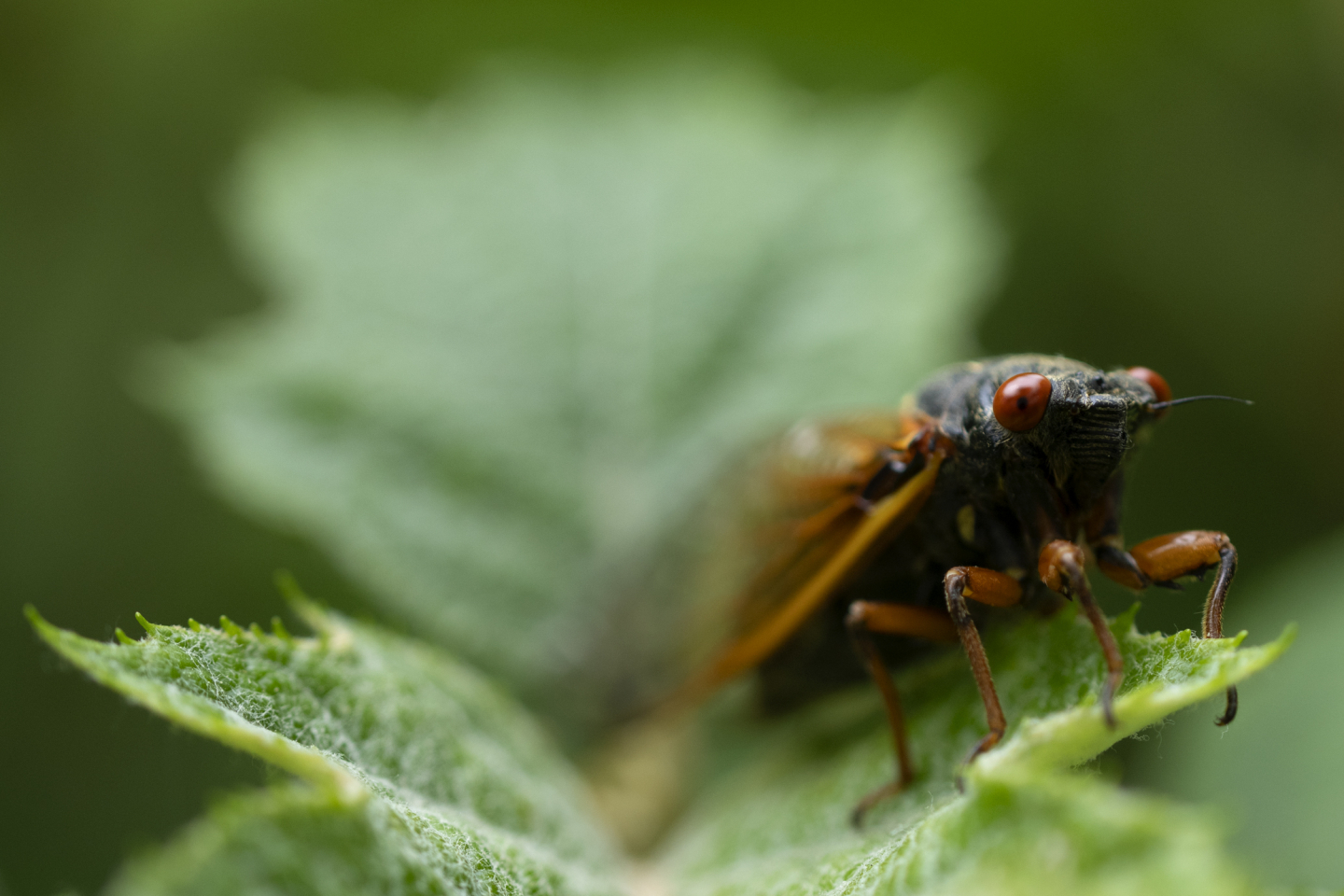 How Cicadas Make Noise (In Ultra Slow Motion) | RealClearScience