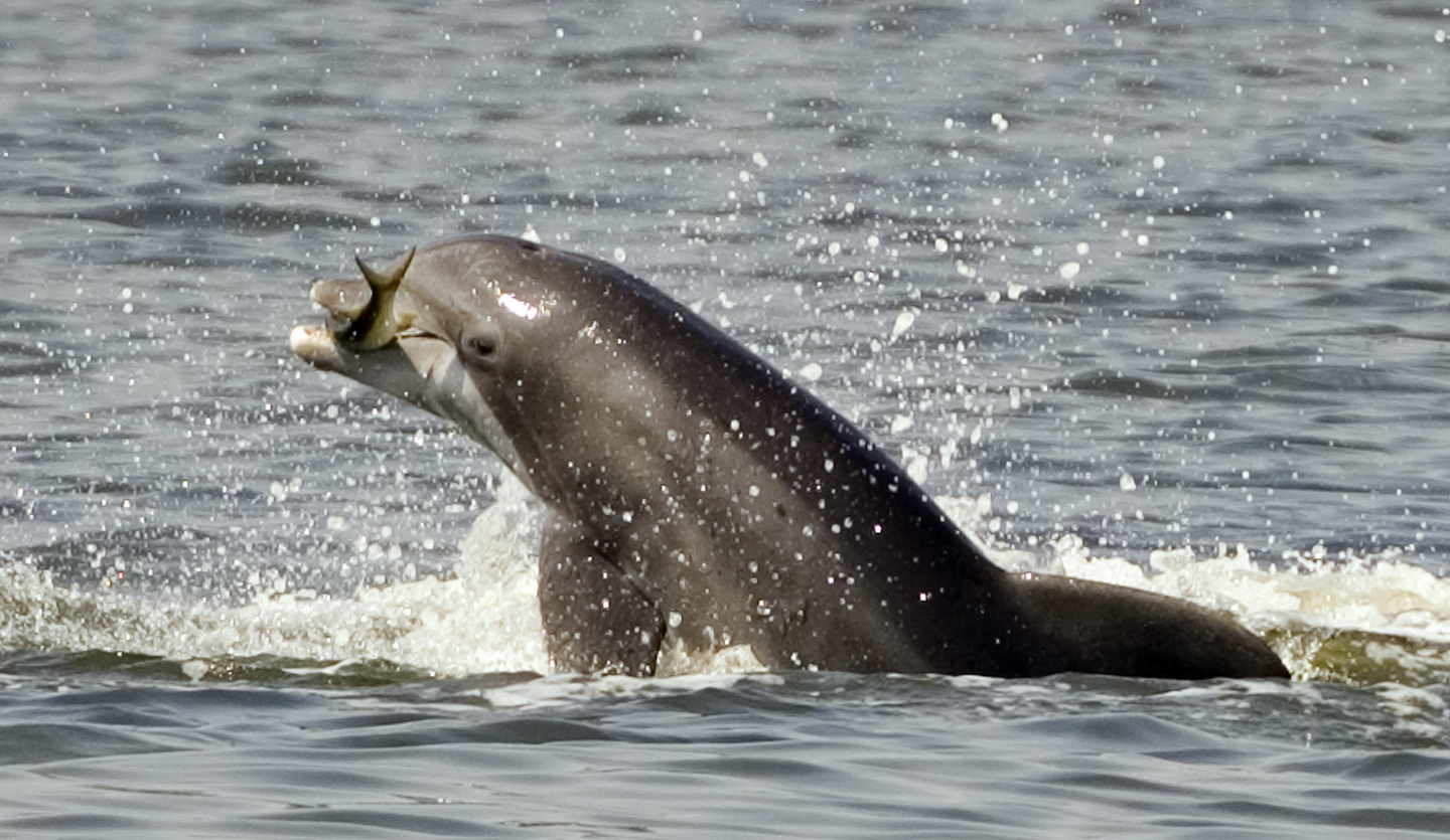 NASA's Failed Dolphin Communication Project | RealClearScience