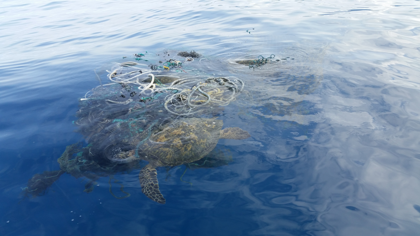 Involving More Veterans in Marine Conservation Can Restore Our Ocean ...