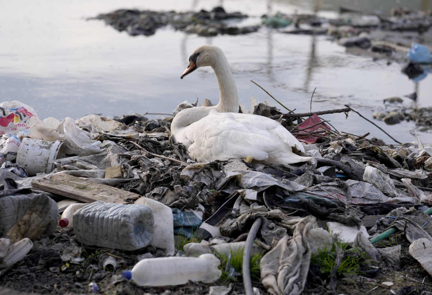 The Problem With Plastic Pollution Is Not Plastic | RealClearEnergy