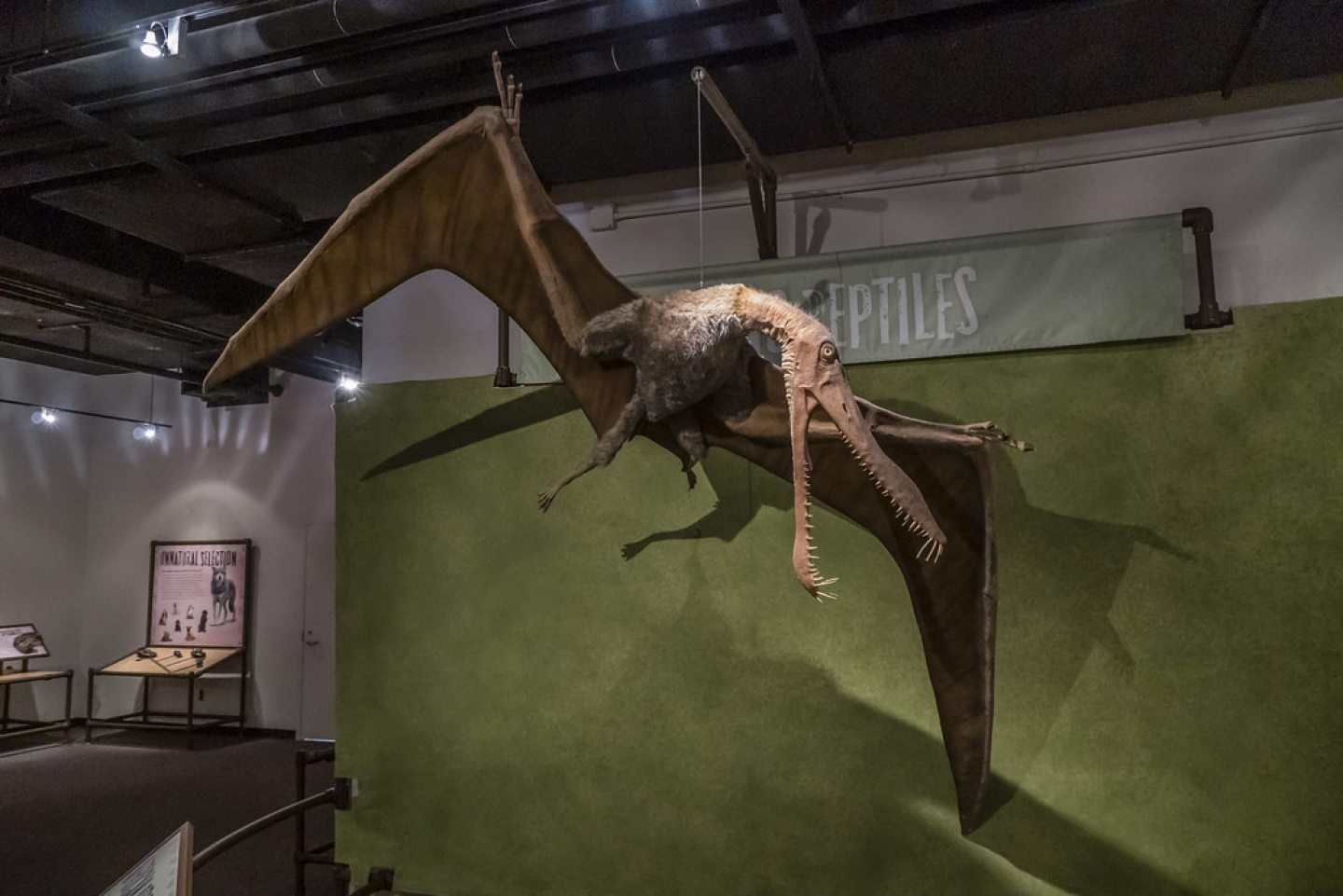 100-Million-Year-Old Bones Reveal New Species of Pterosaur ...