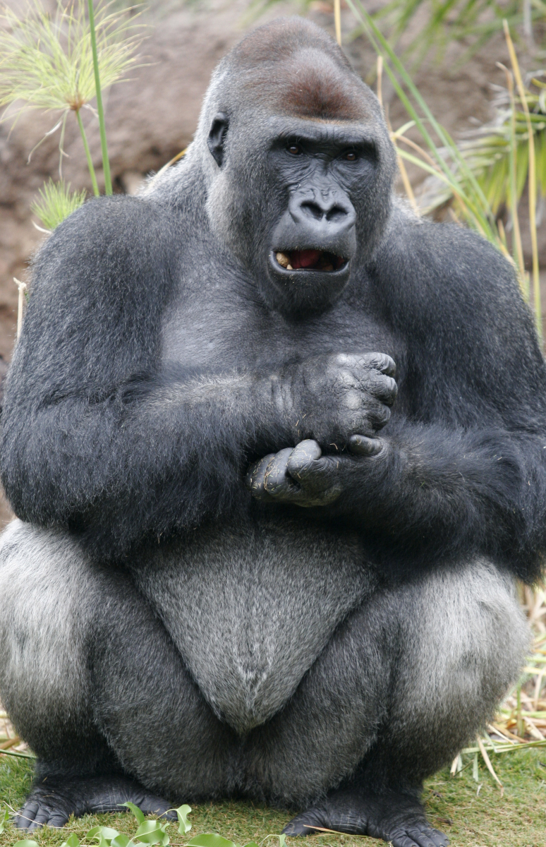 Found: A Key Difference Between Human and Other Ape Hearts ...