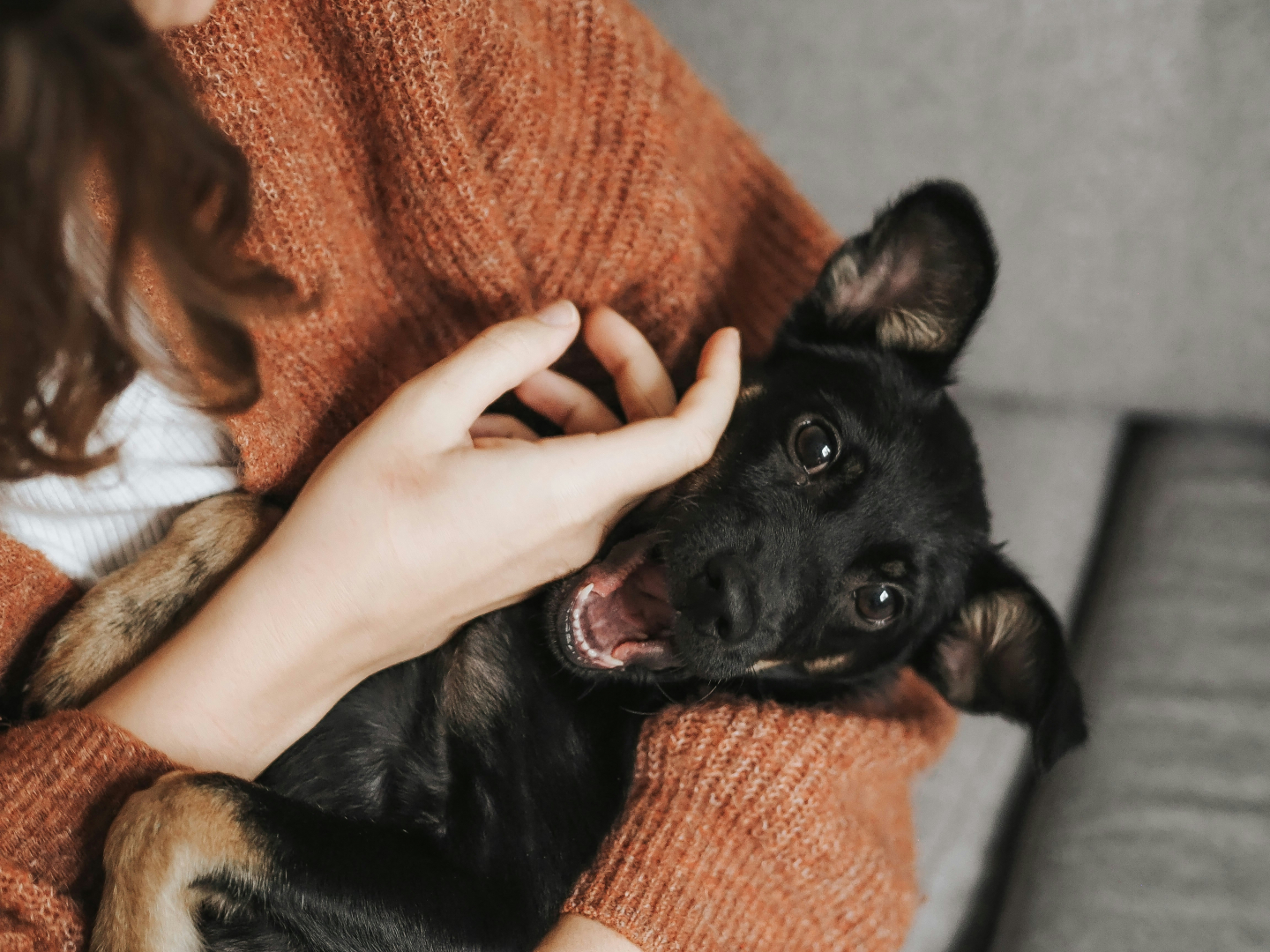 Are Pets Actually Good for You? Maybe Not. | RealClearScience