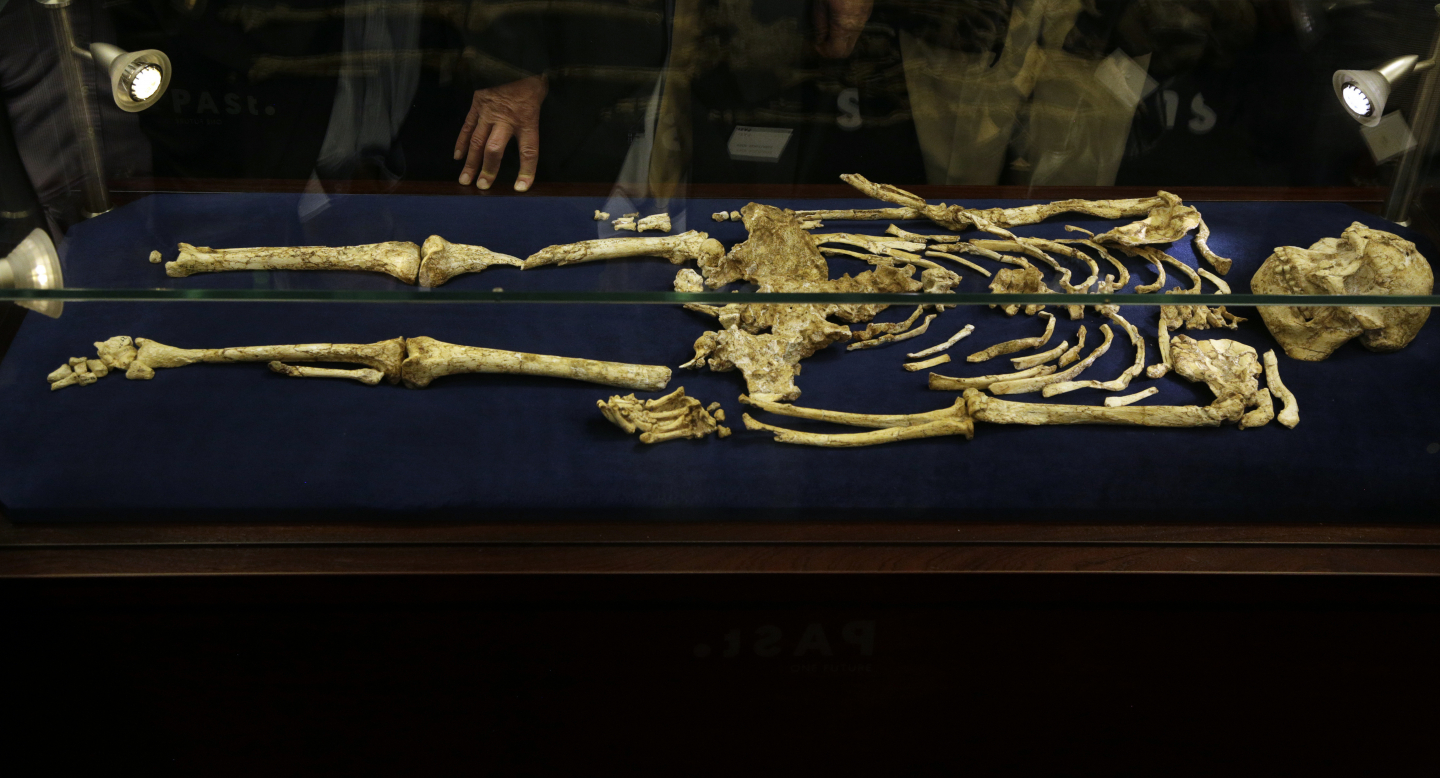 How Lucy Changed Our Understanding of Evolution | RealClearScience