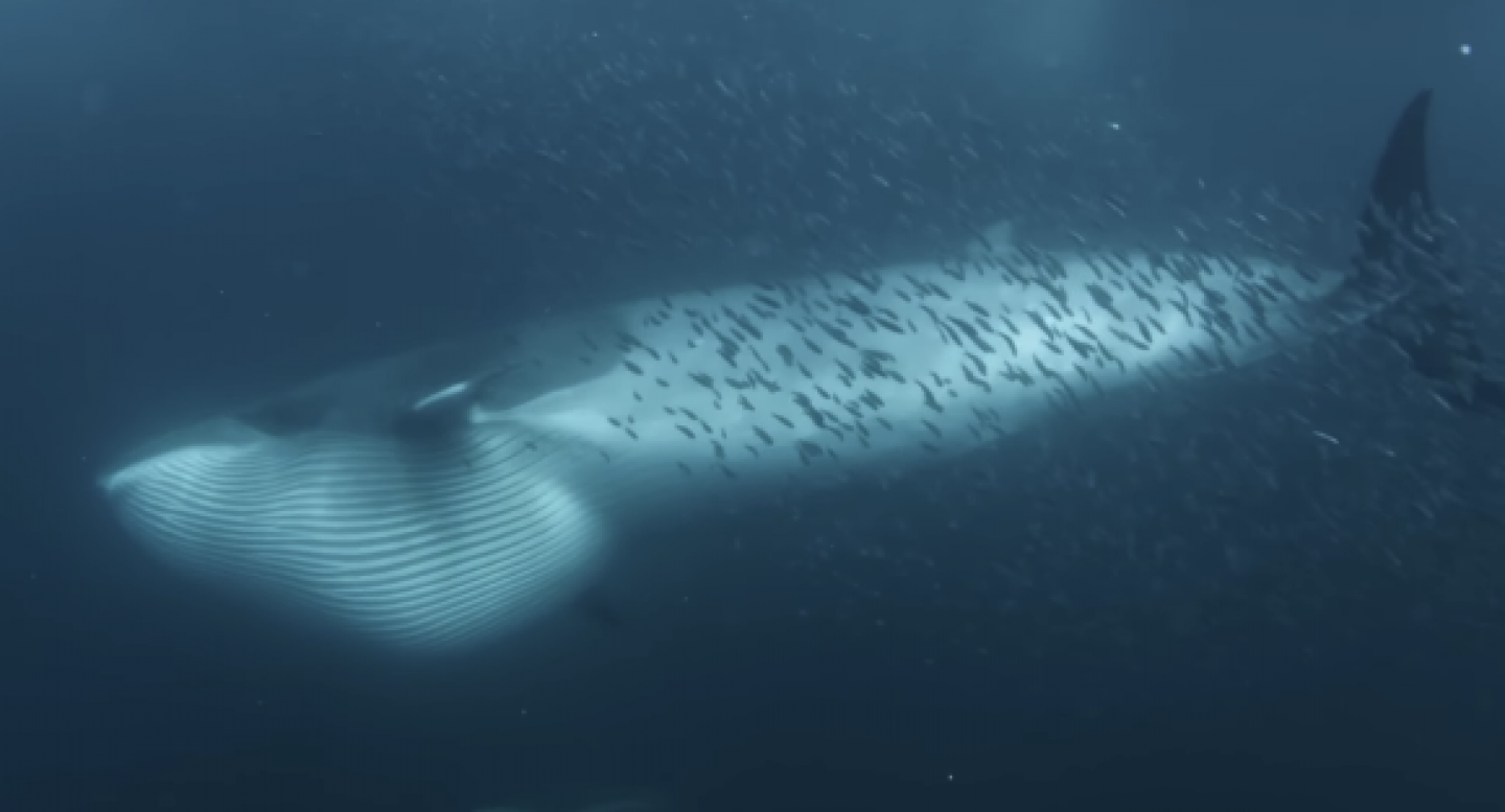 Watch: Giant Whales Feed on Shoal of Fish | RealClearScience