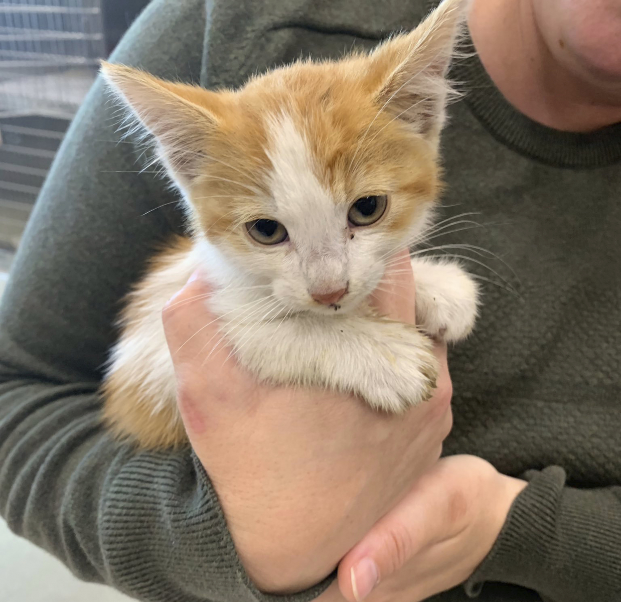 Why Cats Meow at Humans More Than Each Other | RealClearScience