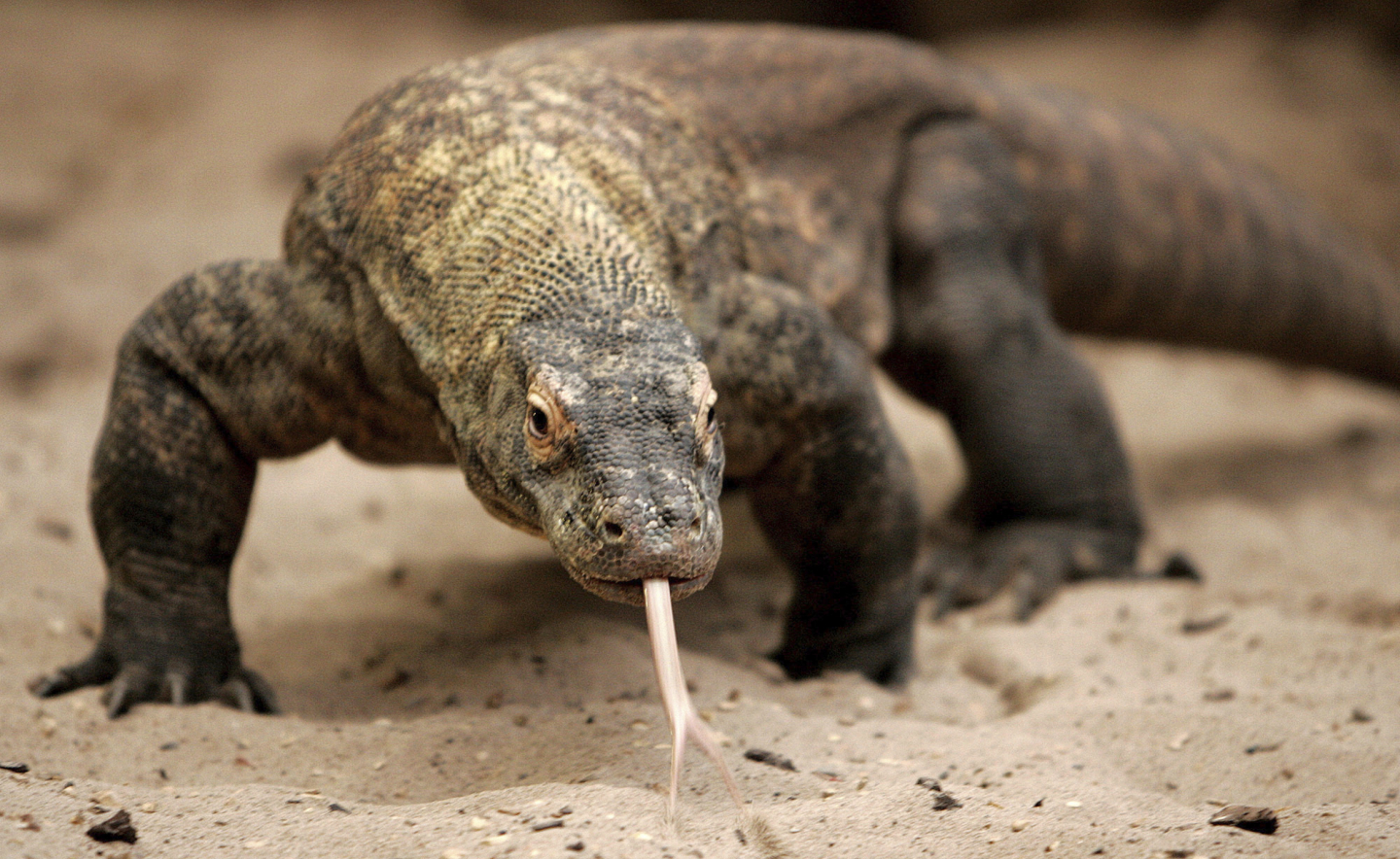 Can You Survive a Komodo Dragon Bite? | RealClearScience