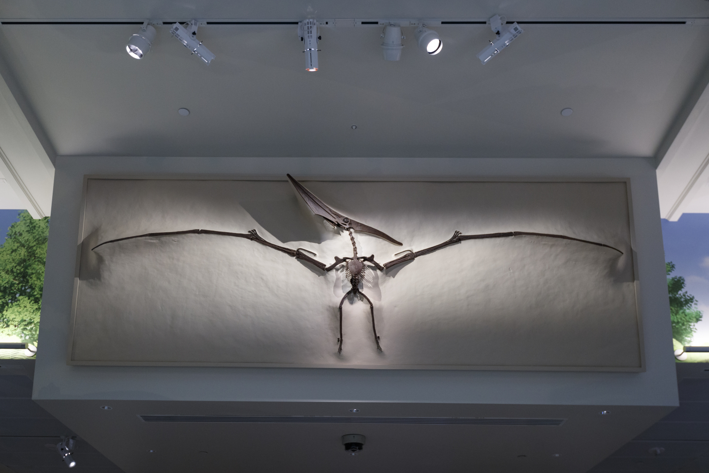 The Pterosaur Rapidly Evolved Flight Abilities | RealClearScience
