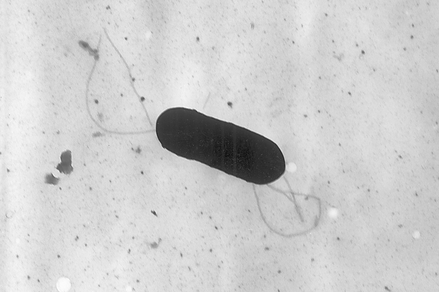 Bacteria Create Free-Floating Genes Outside Their Genome | RealClearScience