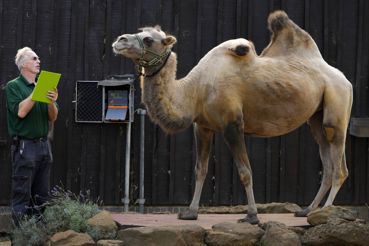 Why We Need Camels to Treat Cancer | RealClearScience