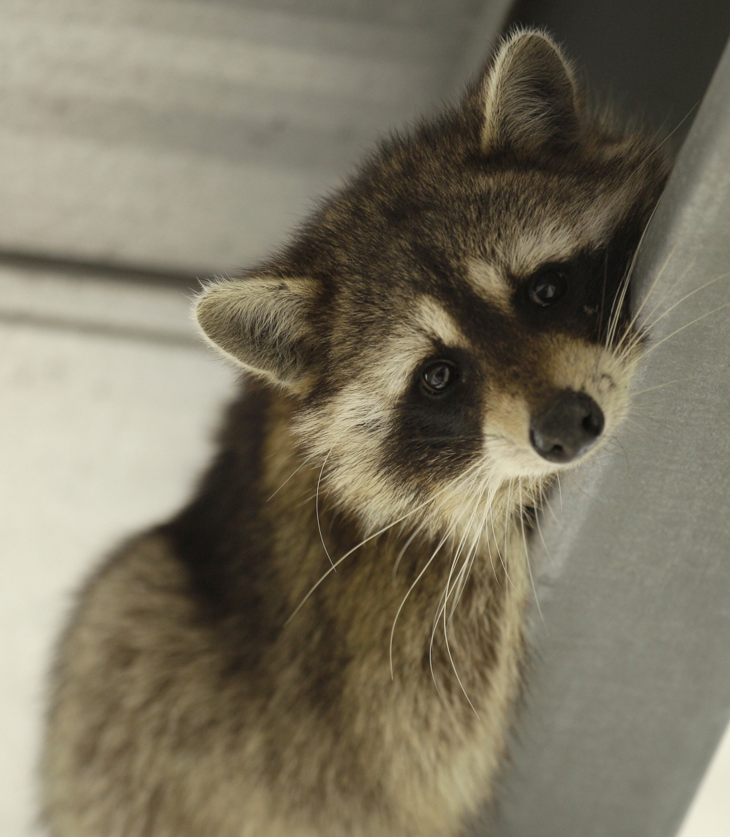 Raccoons Were Once Stars of Animal Research | RealClearScience