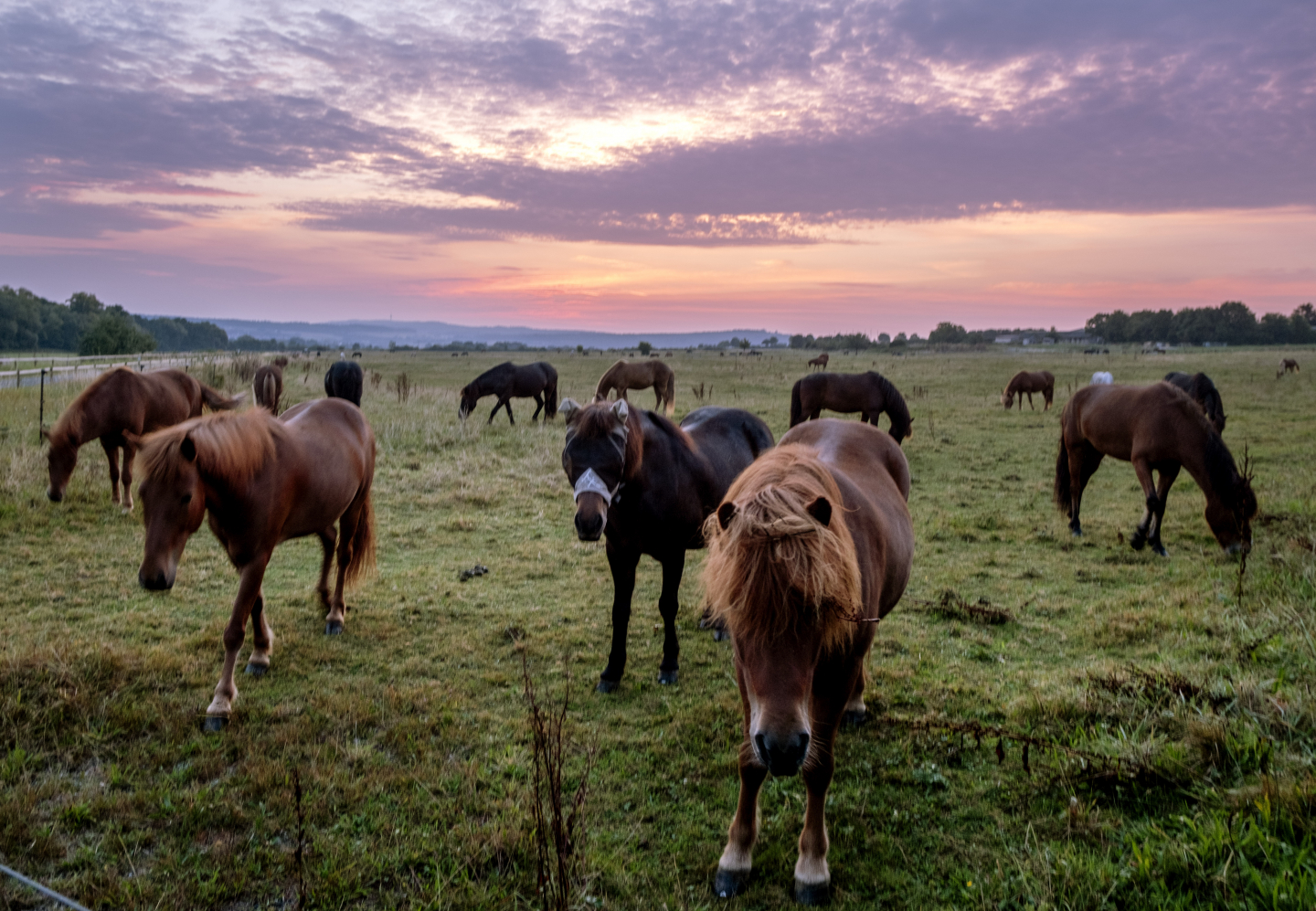 Science Is Rewriting the History of Horse Domestication | RealClearScience