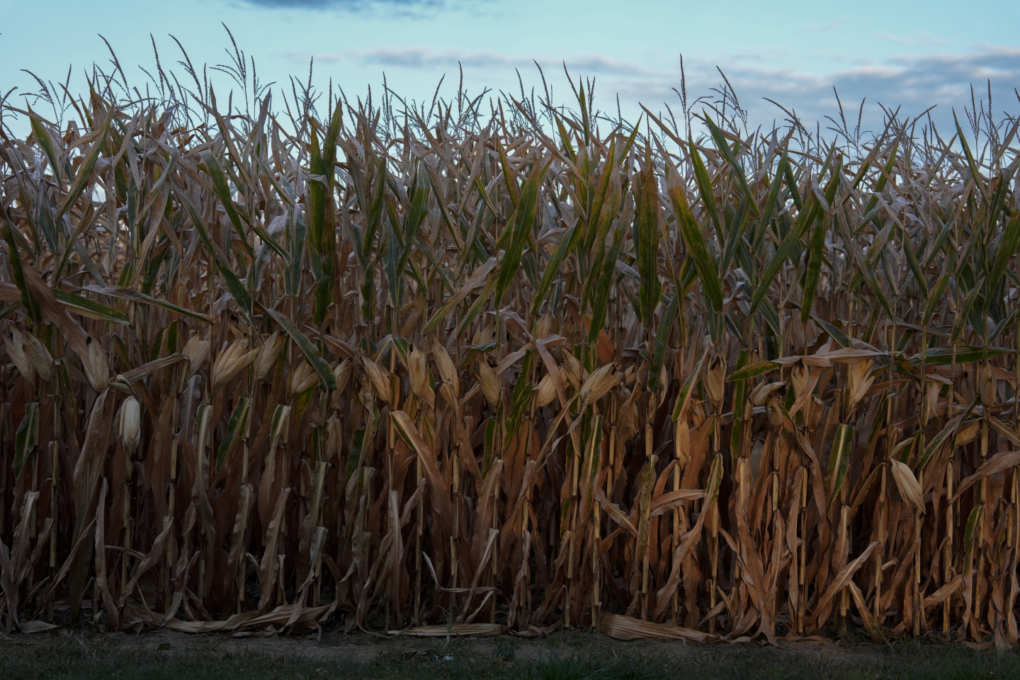 The Full Effects of Genetically Modified Crops | RealClearScience