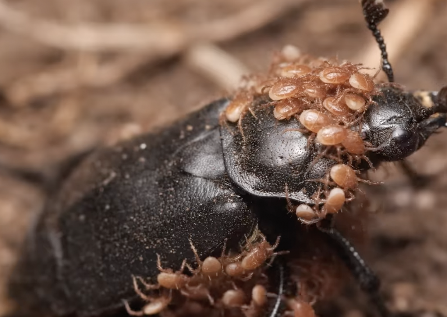 This Mite-y Beetle Buries the Dead to Start a Family | RealClearScience