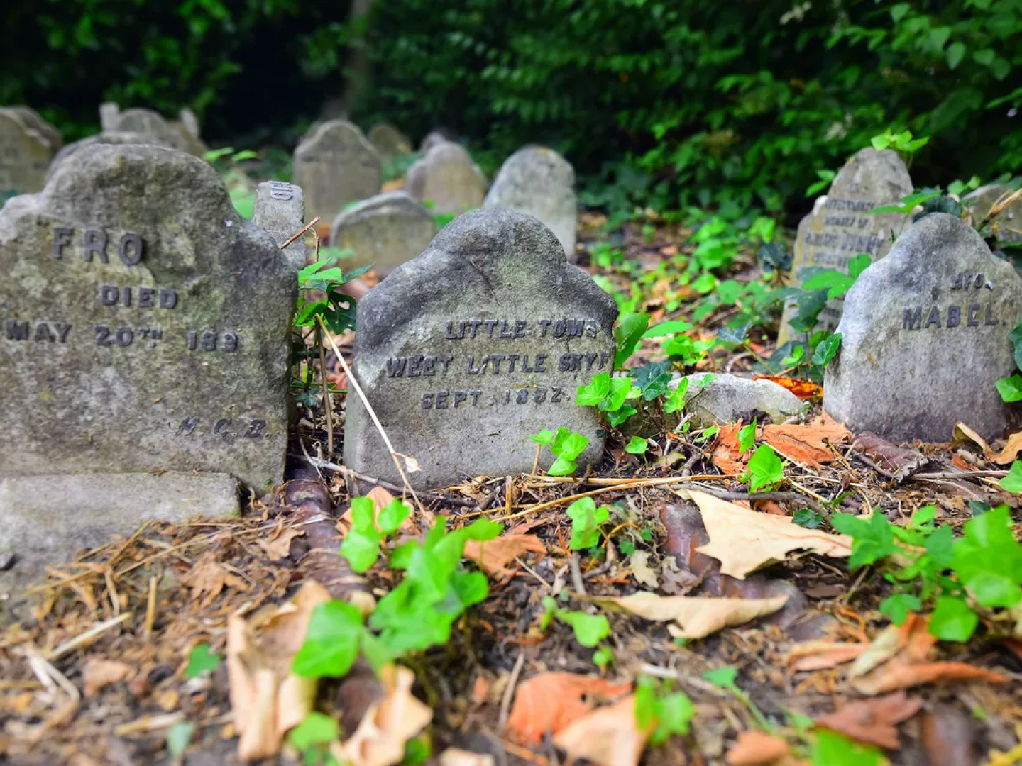 Why the World's First Pet Cemetery Was Revolutionary | RealClearHistory