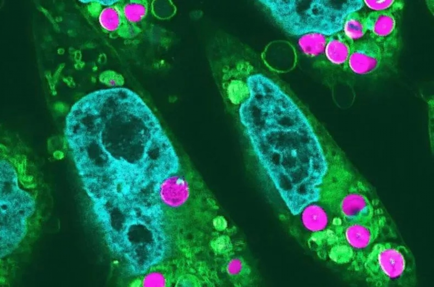 Are Cells Intelligent? | RealClearScience