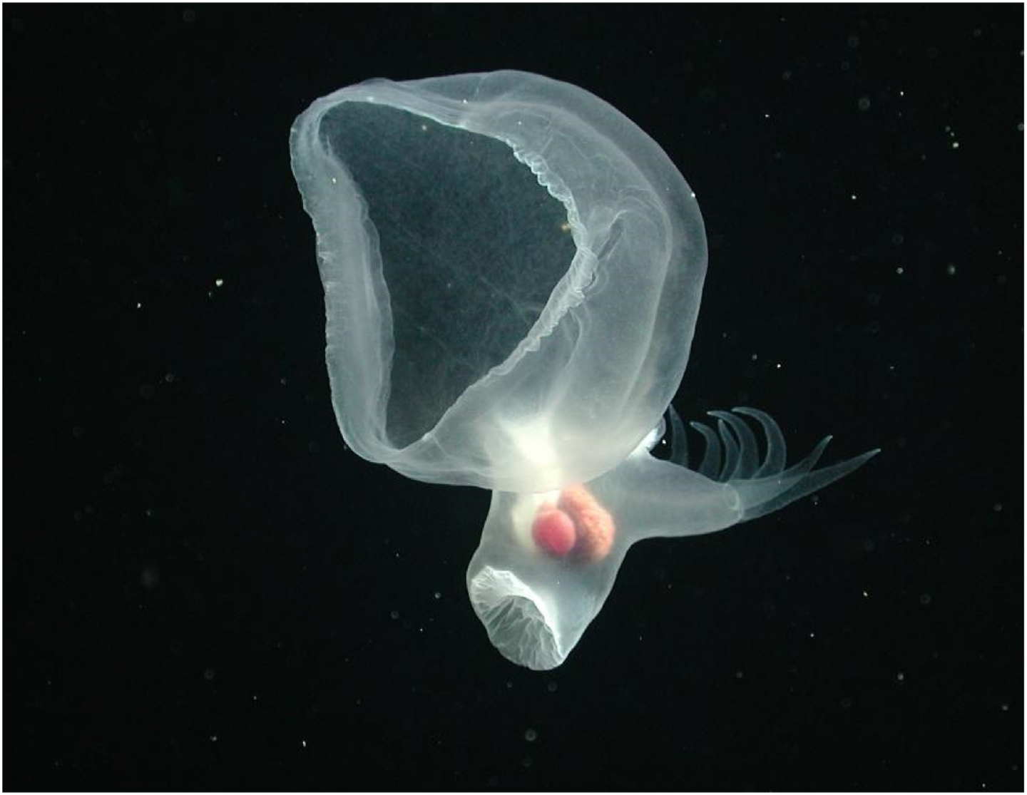 A Remarkable Swimming Sea Slug From the Deep Sea | RealClearScience