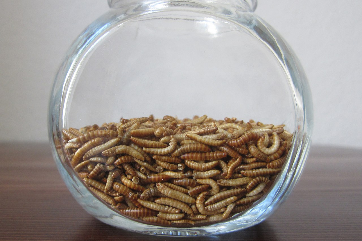 Plastic-Eating Insect Discovered in Kenya | RealClearScience